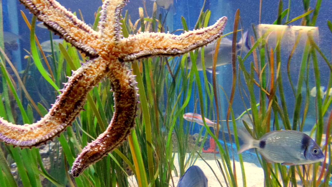 Aquarium Pula: Fort Verudela postao najveći akvarij u Hrvatskoj