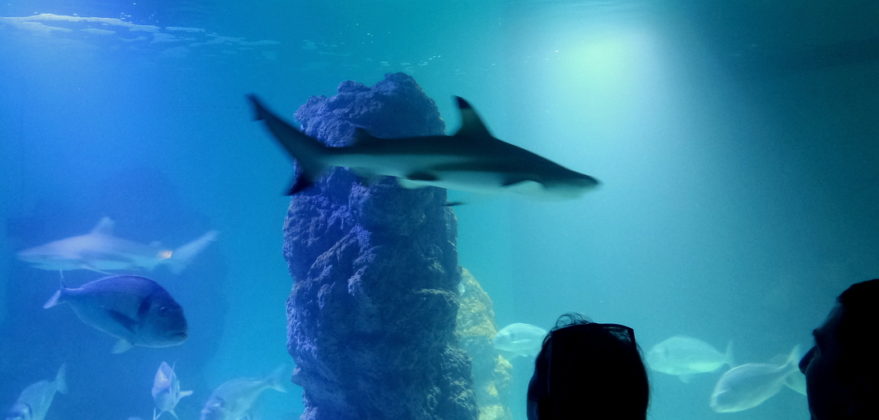 Aquarium Pula: Fort Verudela postao najveći akvarij u Hrvatskoj