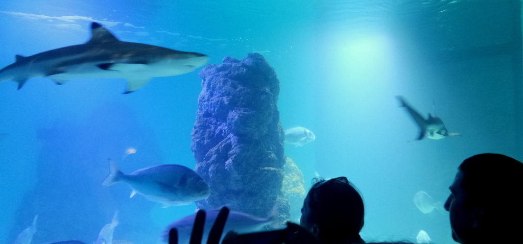 Aquarium Pula: Fort Verudela postao najveći akvarij u Hrvatskoj